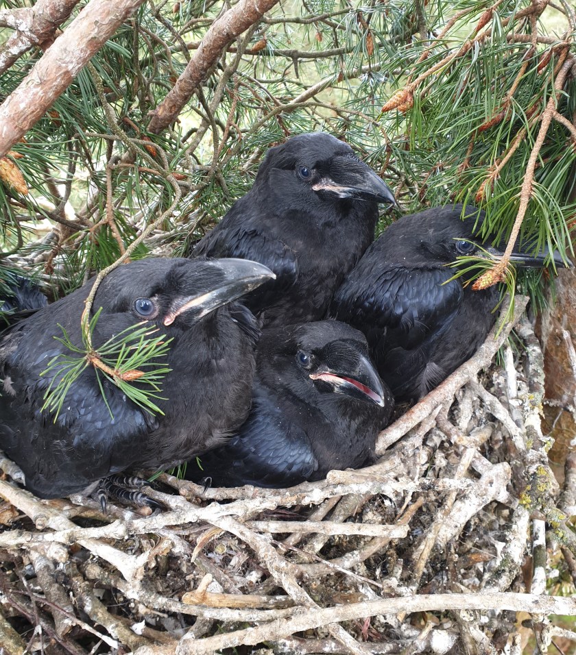 SNH reluctant to discuss licensed raven cull in Strathbraan this year ...