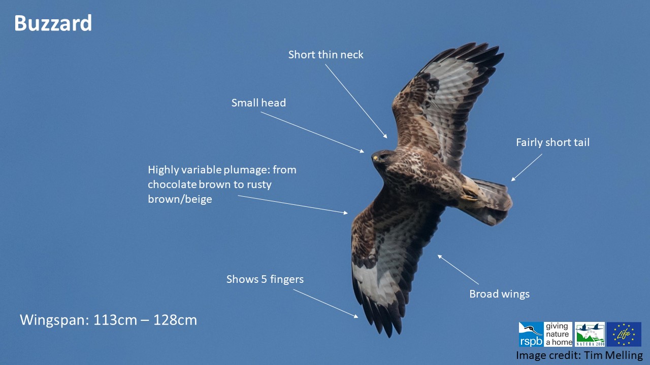 Gamekeepers ready to support reintroduction of buzzards to Salisbury ...