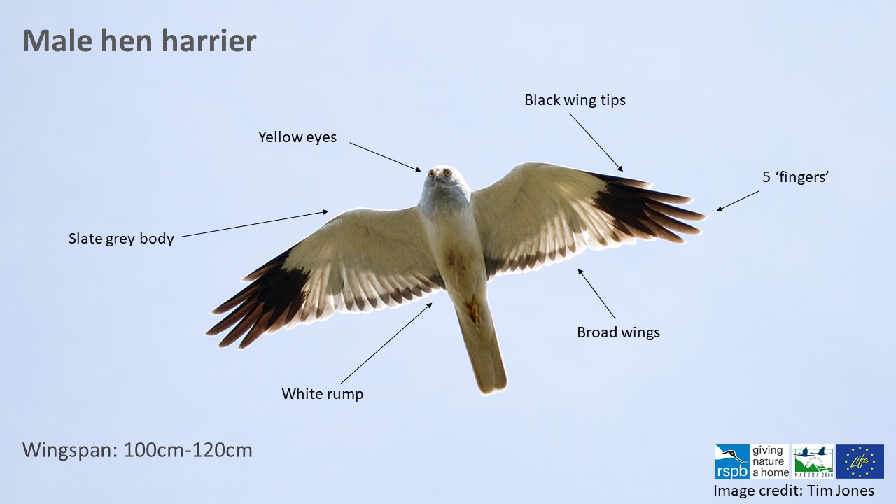 Gamekeepers ready to support reintroduction of buzzards to Salisbury ...