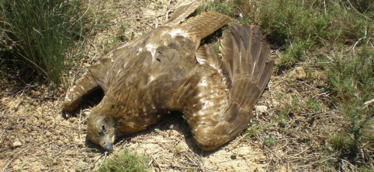 Another massive penalty for raptor poisoning in Spain – Raptor ...