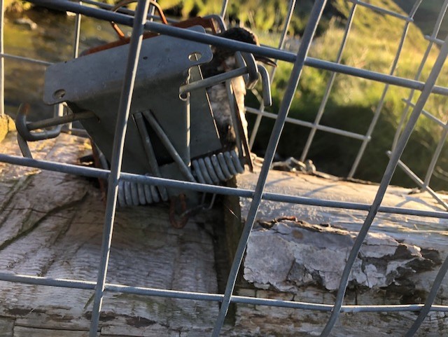 Even more innocent victims caught in traps set on grouse moors – Raptor ...