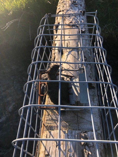 Even more innocent victims caught in traps set on grouse moors – Raptor ...