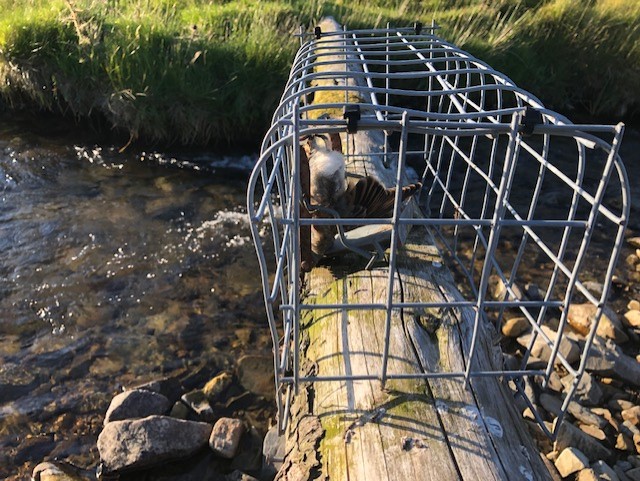 Even more innocent victims caught in traps set on grouse moors – Raptor ...