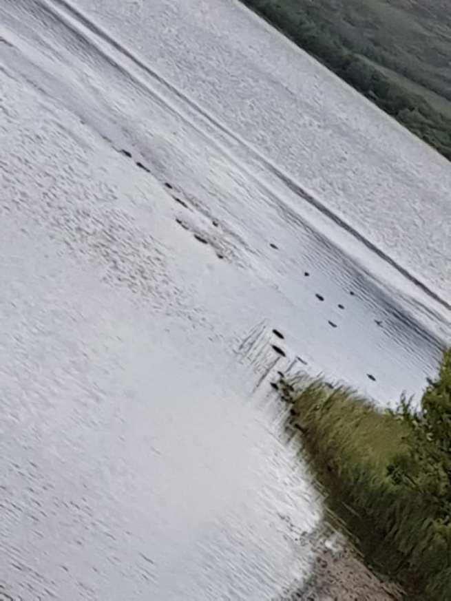 Police investigate as ~100 dead birds found in Loch Freuchie in ...