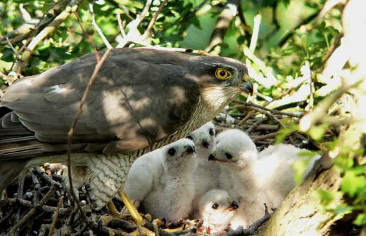 Attempted theft of sparrowhawk chicks in Edinburgh – Raptor Persecution UK