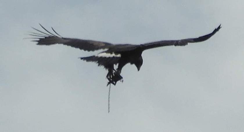 Golden eagle with trap dangling from its leg: statement from ...