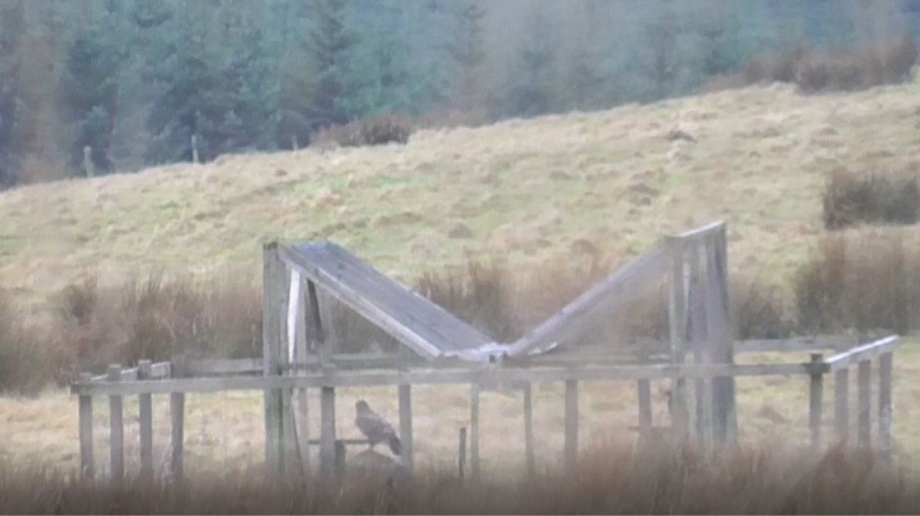 What happened to this buzzard, caught in a trap on Leadhills Estate ...