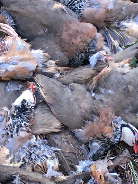 Dead partridges dumped in lay-by – Raptor Persecution UK