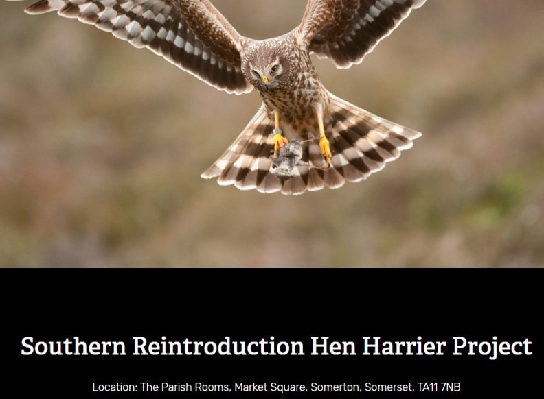 Public talk: southern reintroduction hen harrier project – Raptor ...