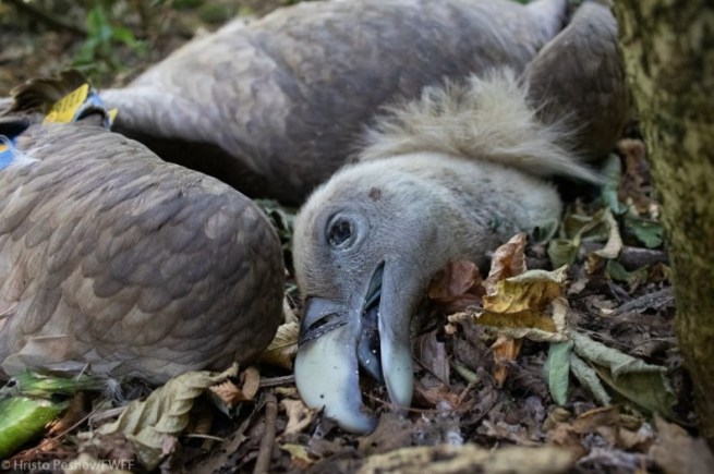 Spain continues to impose strong penalties for raptor poisoning ...