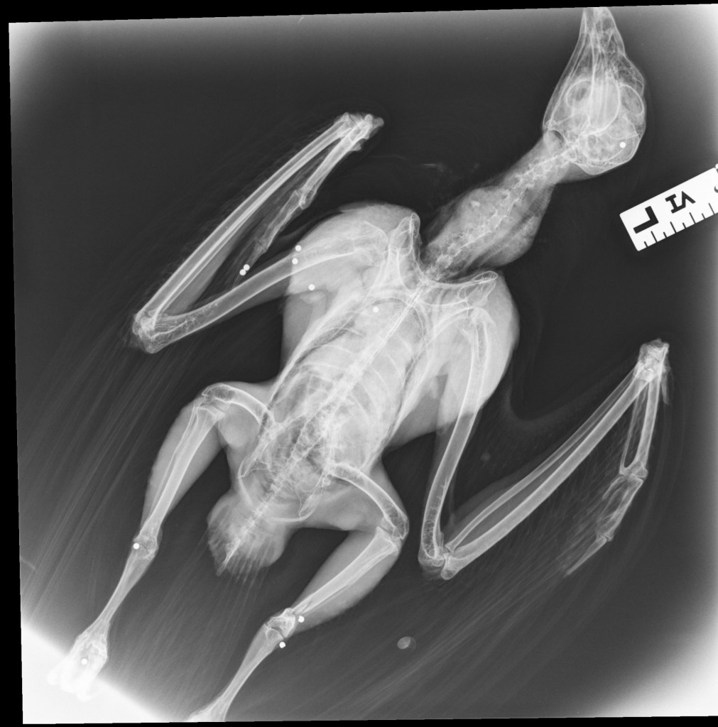 Red kite shot and killed in Leeds – Raptor Persecution UK