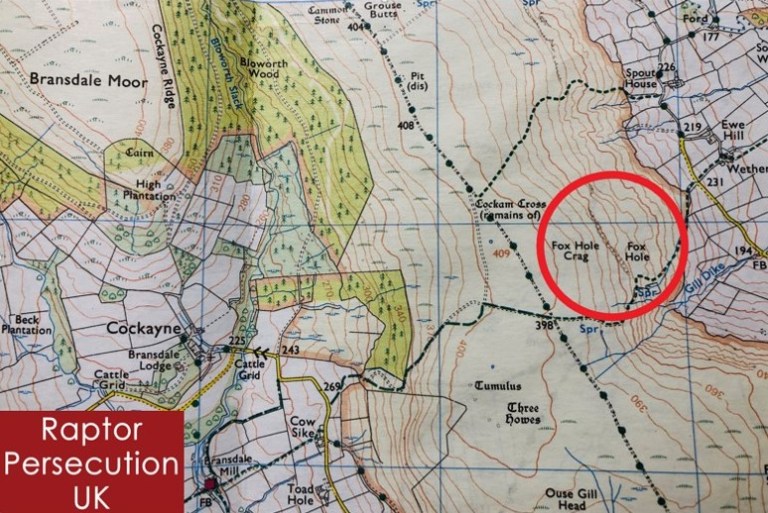 Shot buzzards found concealed on a Bransdale grouse shooting estate in ...