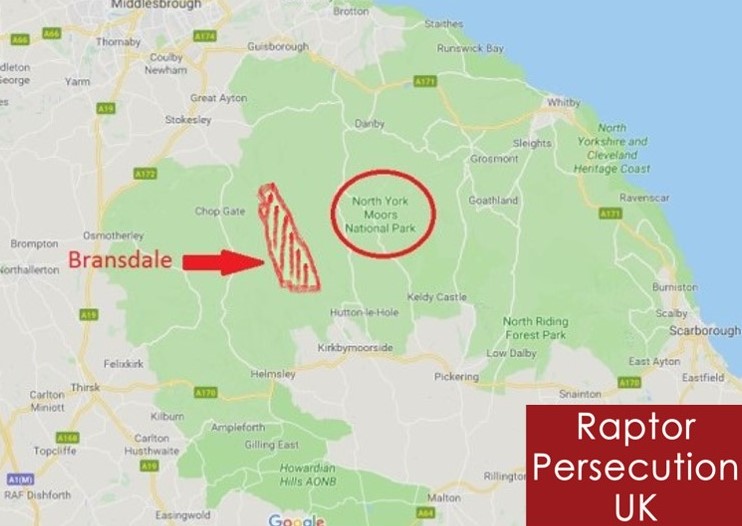 Shot buzzards found concealed on a Bransdale grouse shooting estate in ...