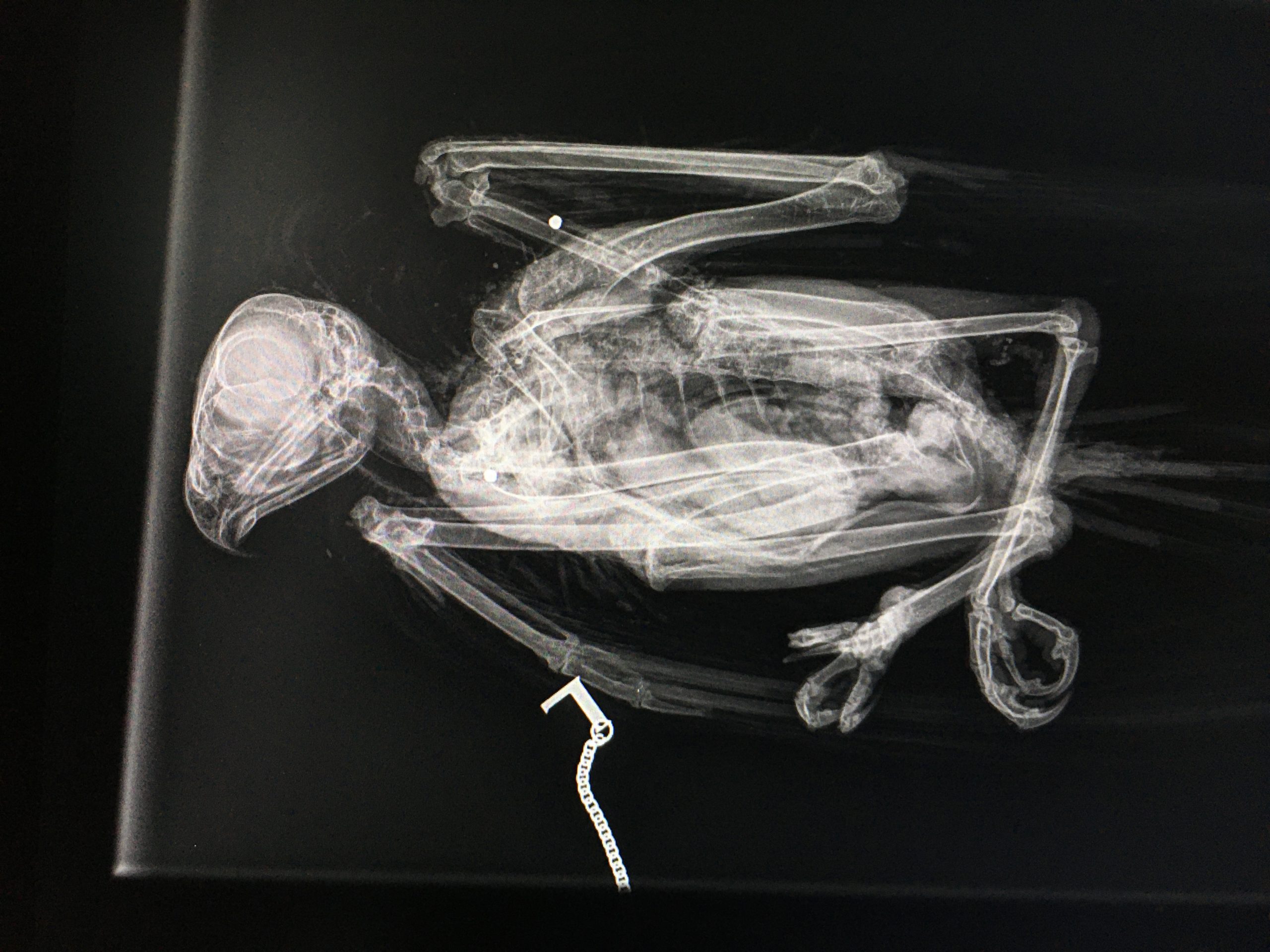 Yet another buzzard shot in North York Moors National Park – Raptor ...