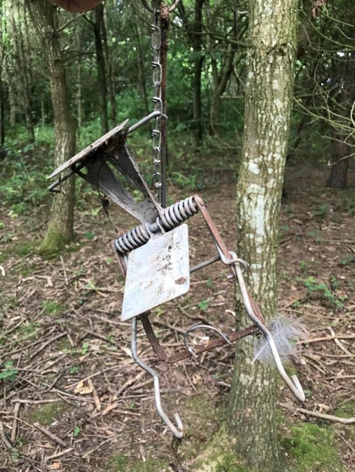 clam trap – Raptor Persecution UK