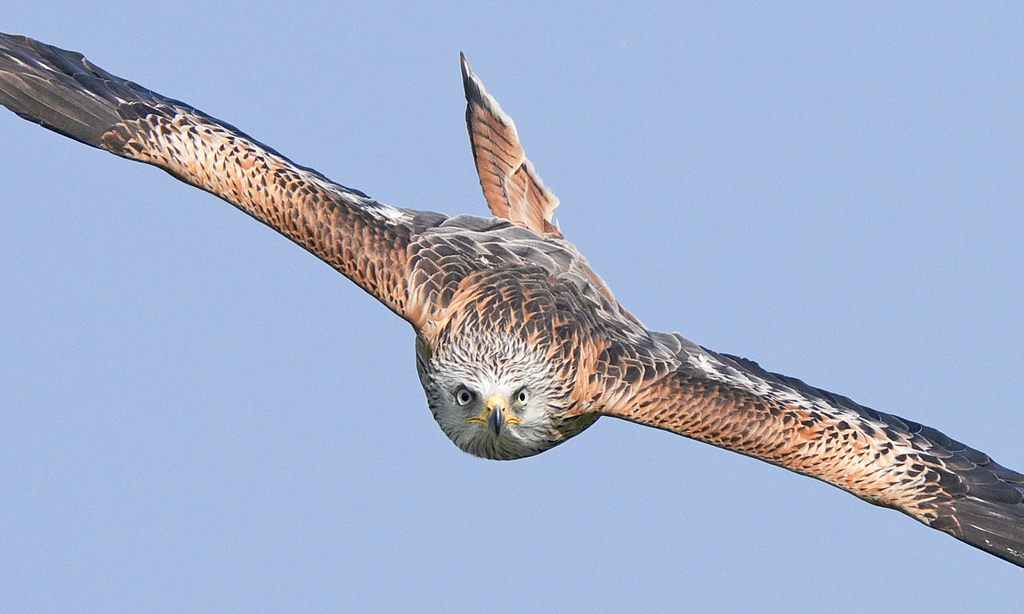 rk-gareth-scanlon-1 – Raptor Persecution UK