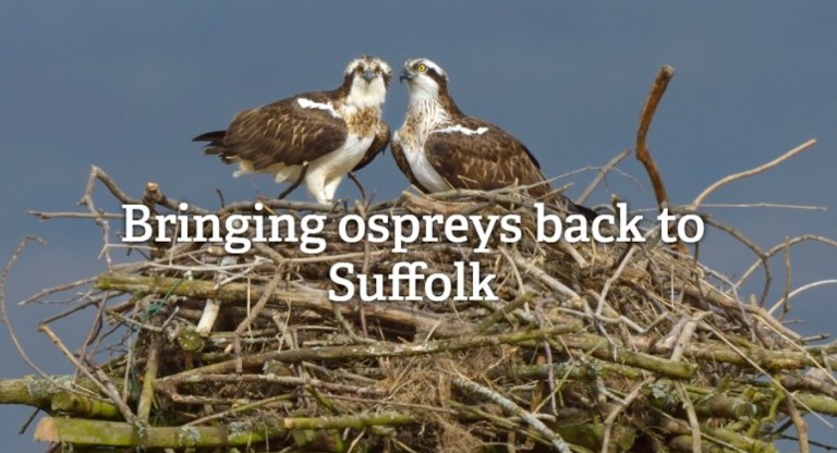 ospreys-suffolk – Raptor Persecution UK