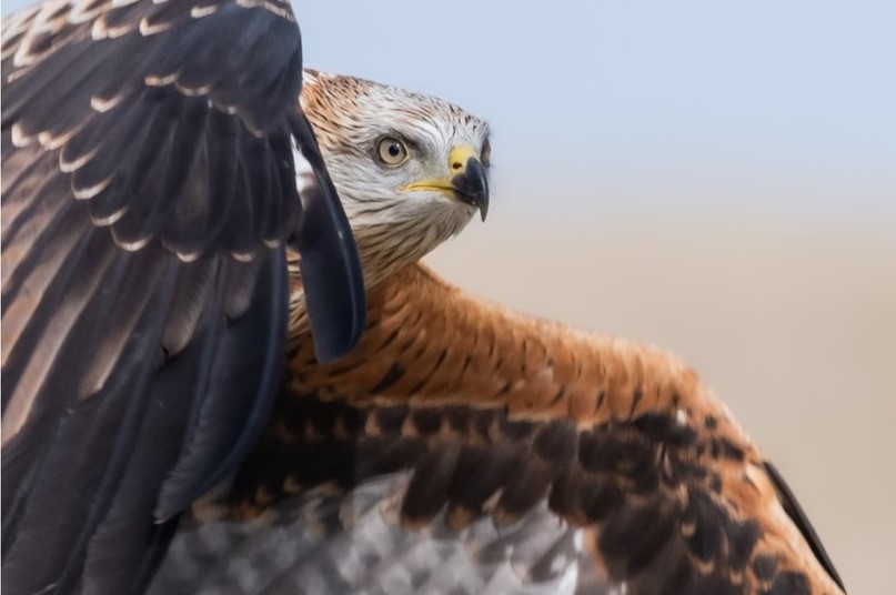red-kite-by-geoff-snowball- – Raptor Persecution UK