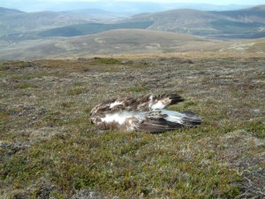 Raptor Persecution UK