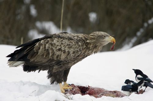 European raptor populations suppressed by lead poisoning from gun ...
