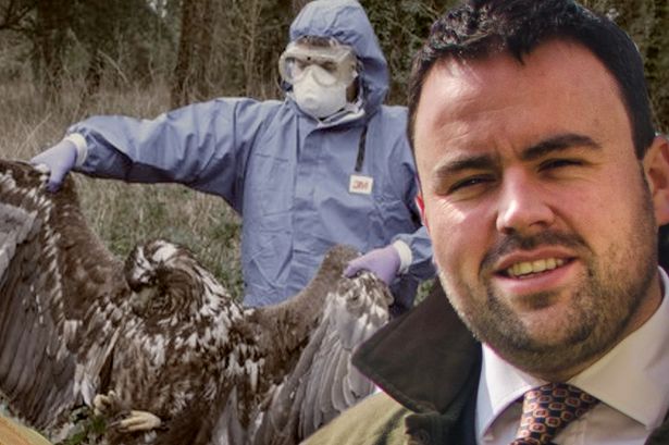 Watch Dorset’s poisoned eagle fiasco on BBC’s Countryfile – Raptor ...
