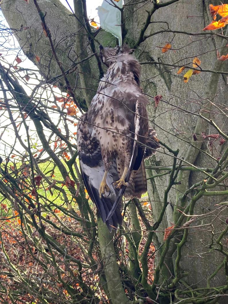 Dead buzzard found hanging from a tree in County Down – Raptor ...