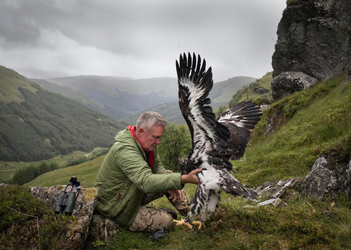 Leading Scottish raptor researcher wins national award – Raptor ...