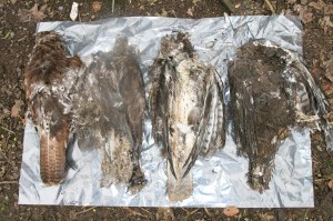 Dorset gamekeeper Paul Allen guilty of multiple raptor persecution ...