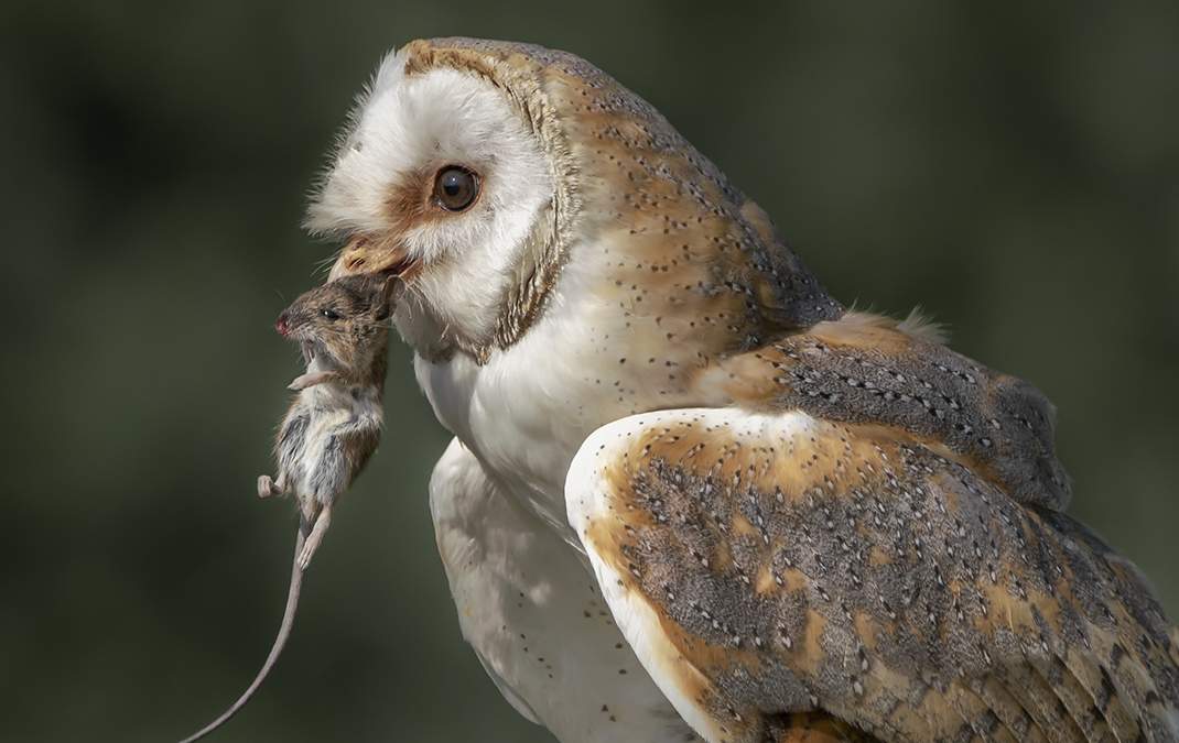 High levels of rodenticide poisoning in barn owls leads to new rules ...