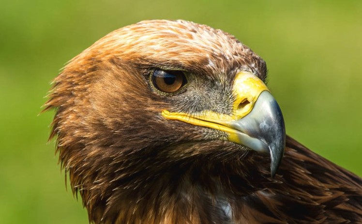 Second trial underway for falconer charged with welfare offences ...