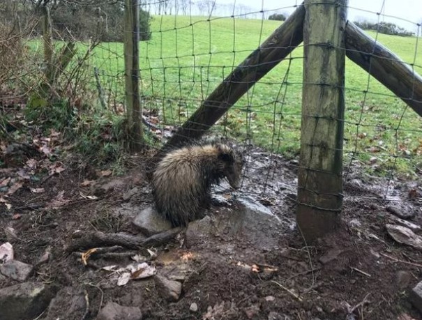 Snares banned in Wales after historic parliamentary vote – Scotland ...