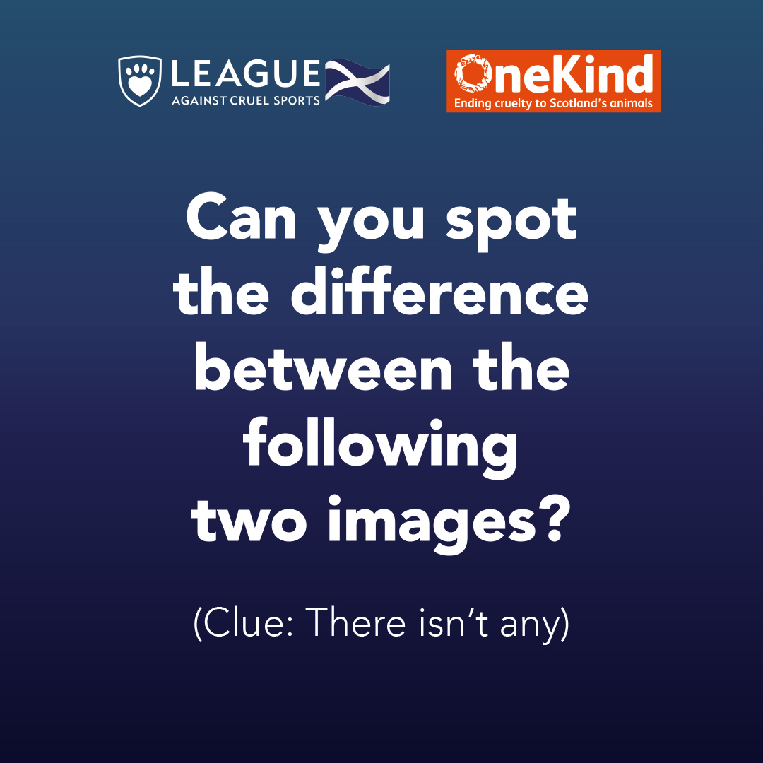 Call for Scotland’s Environment Minister to ban all snares, including ...