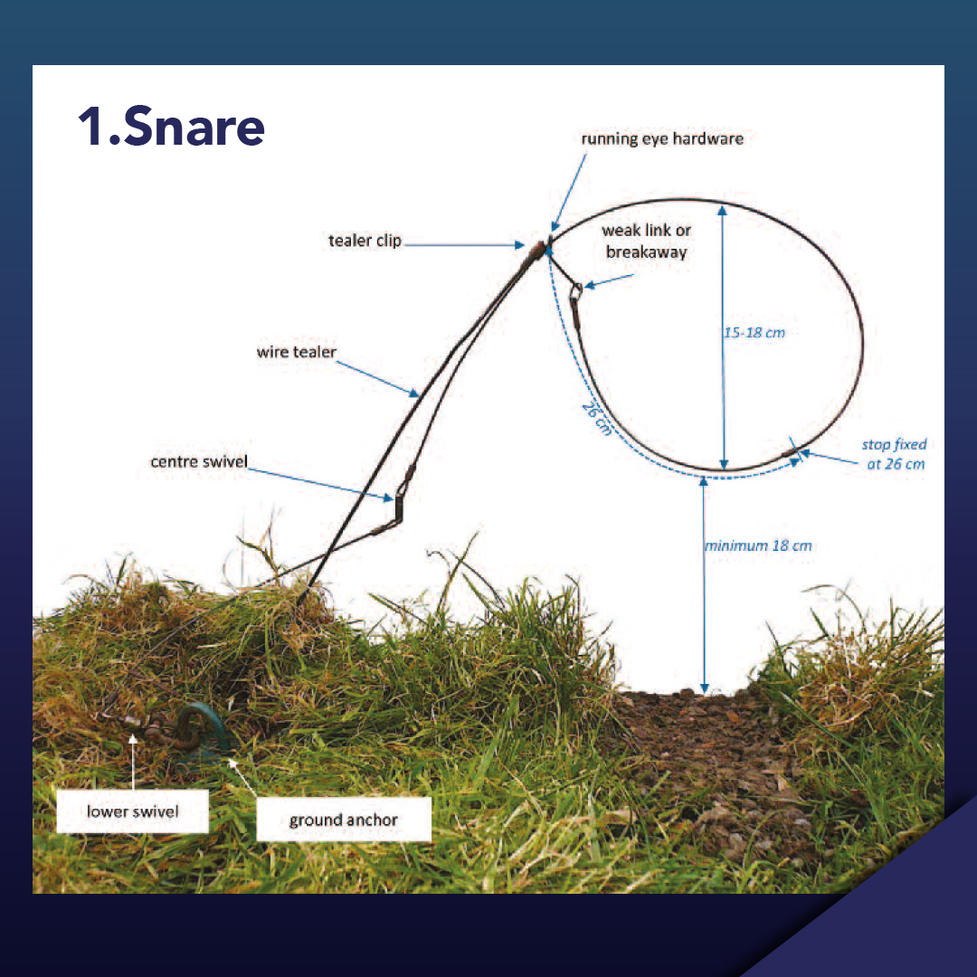 Call for Scotland’s Environment Minister to ban all snares, including ...
