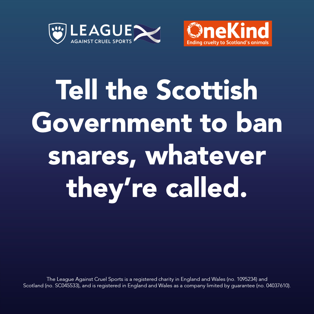 Call for Scotland’s Environment Minister to ban all snares, including ...