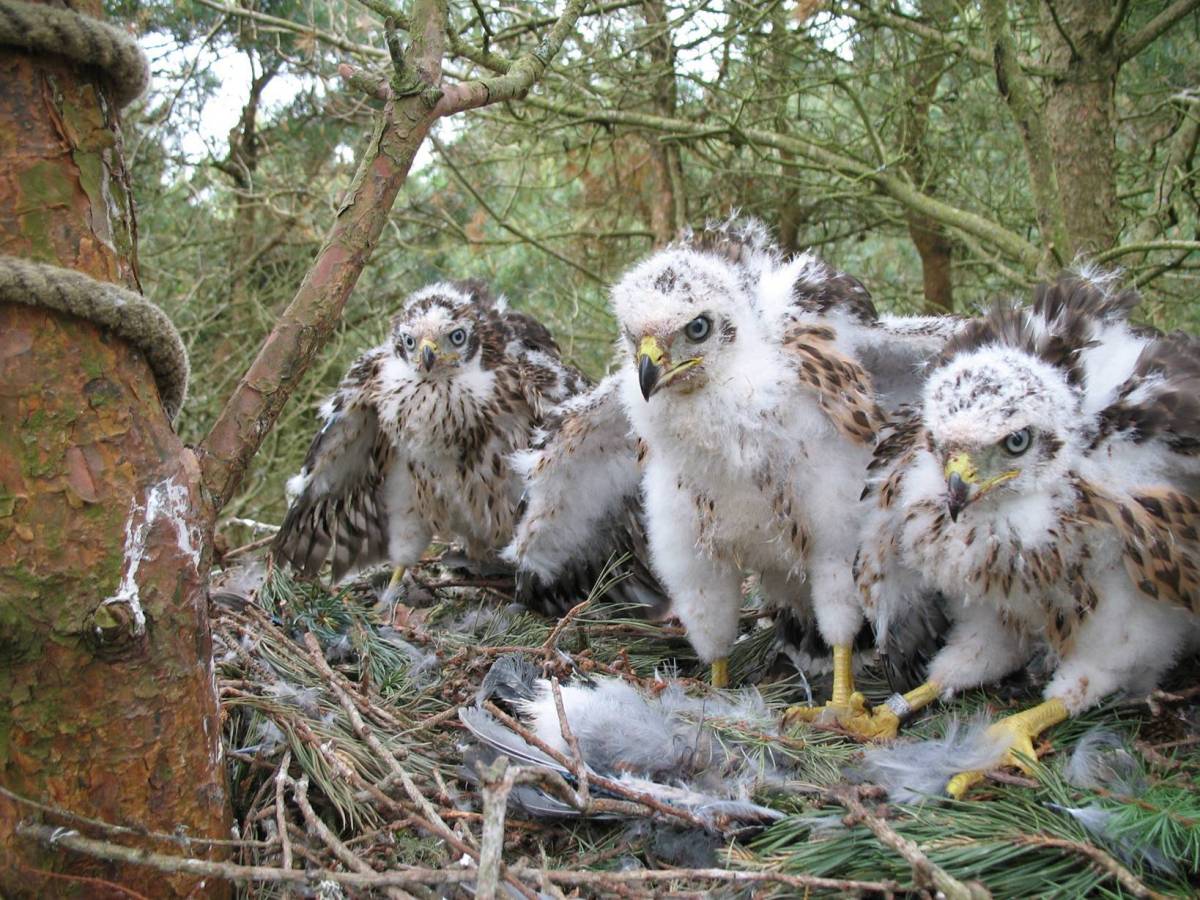 Volunteer (qualified) tree climbers wanted – Gloucestershire Raptor ...