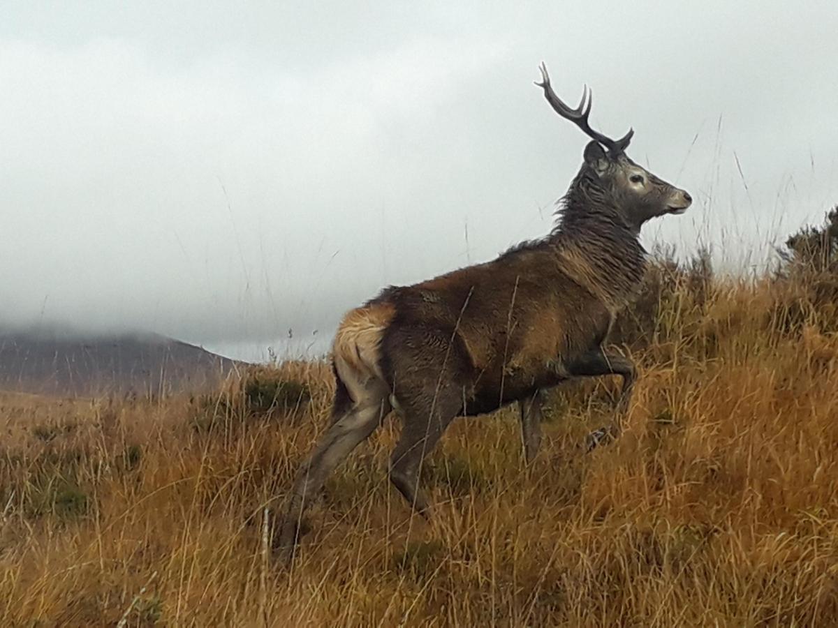 A positive future for sustainable deer management in Scotland – guest ...