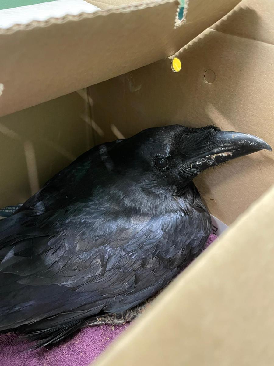 Shot raven receiving veterinary care at RSPCA wildlife centre in ...
