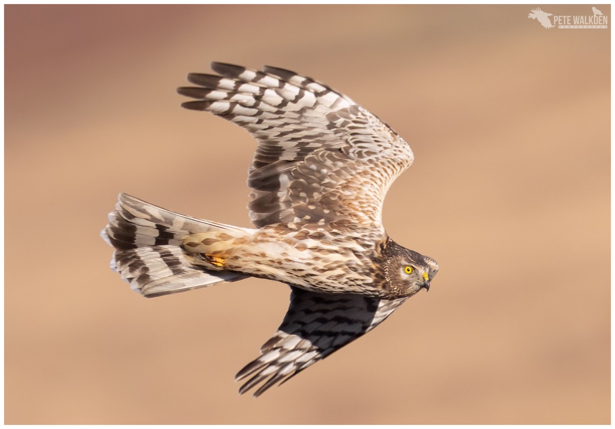 Criminal investigations into deaths of two Hen Harriers – Raptor ...