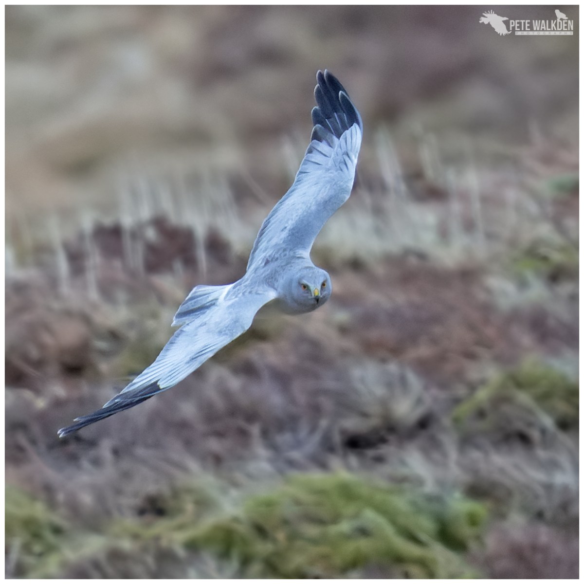 Hen Harrier Taskforce: copies of letters given by police to grouse moor ...