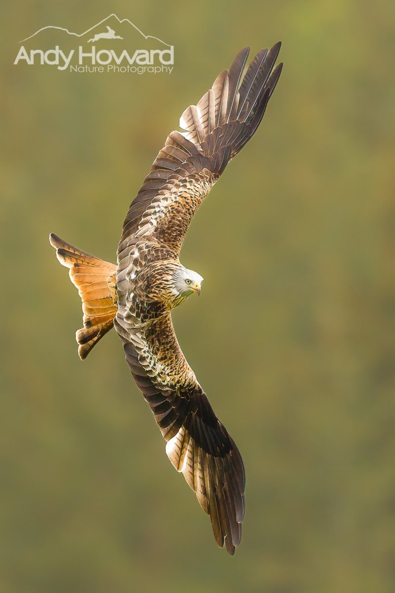 Red kite found poisoned in Highlands – Raptor Persecution UK
