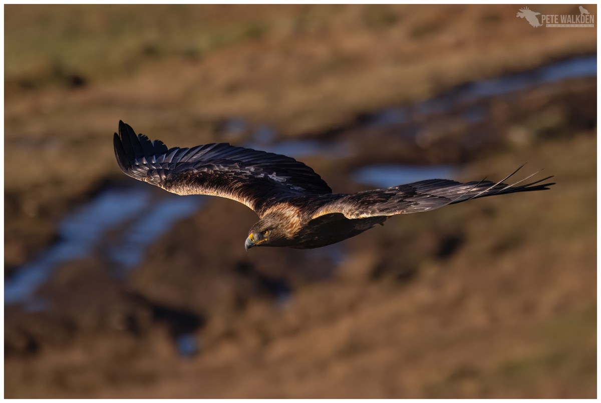 Sentencing for convicted eagle breeder Andrew Knowles-Brown delayed ...