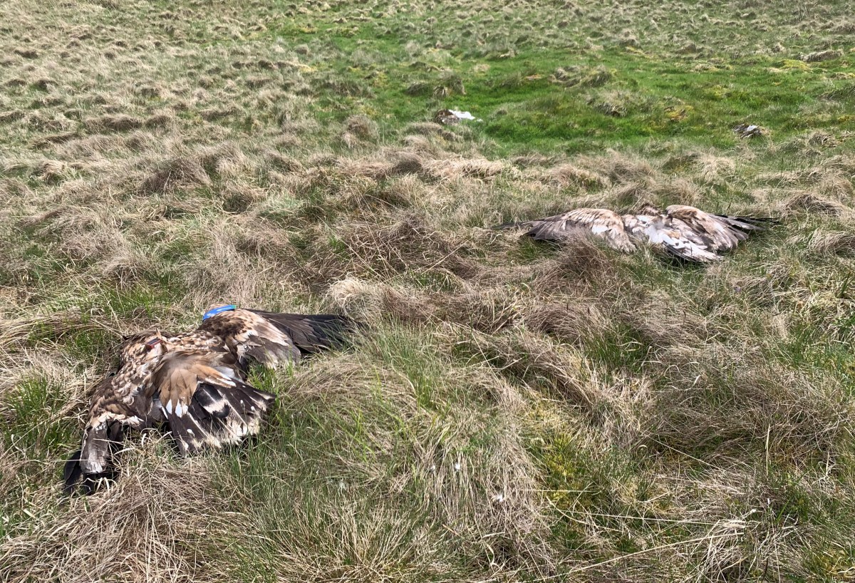 Petition to ban possession of dangerous, raptor-killing pesticides in ...