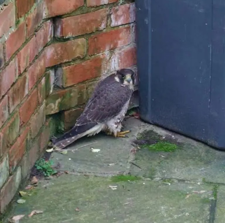 Appeal for information about the shot Peregrine in Leicestershire ...