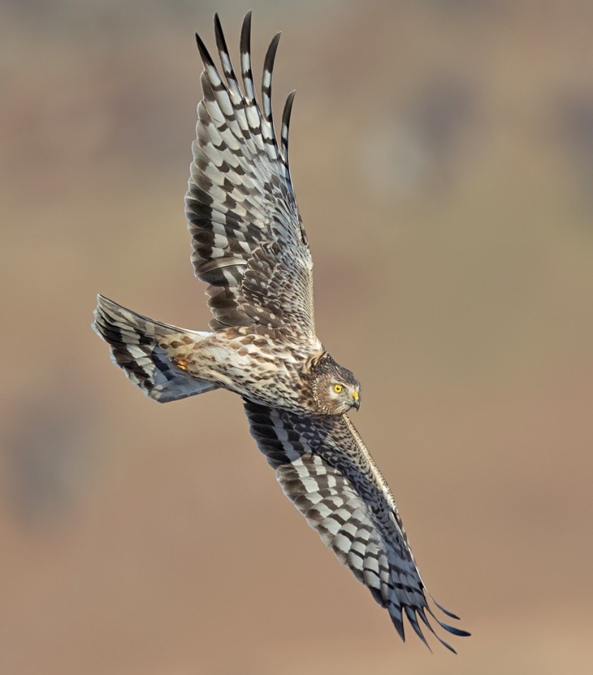 Satellite-tagged Hen Harrier Edna “suspected illegally killed”. Was she ...