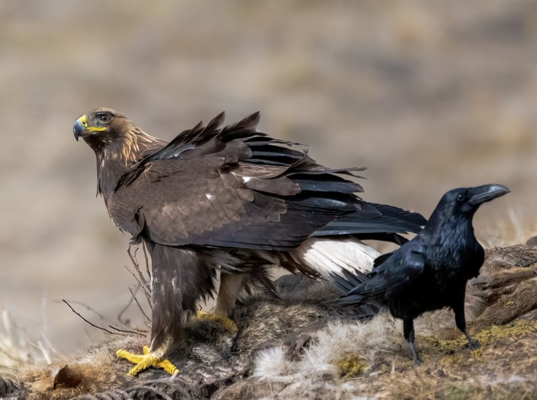 Job opportunity: Scottish Raptor Monitoring Coordinator – Raptor ...