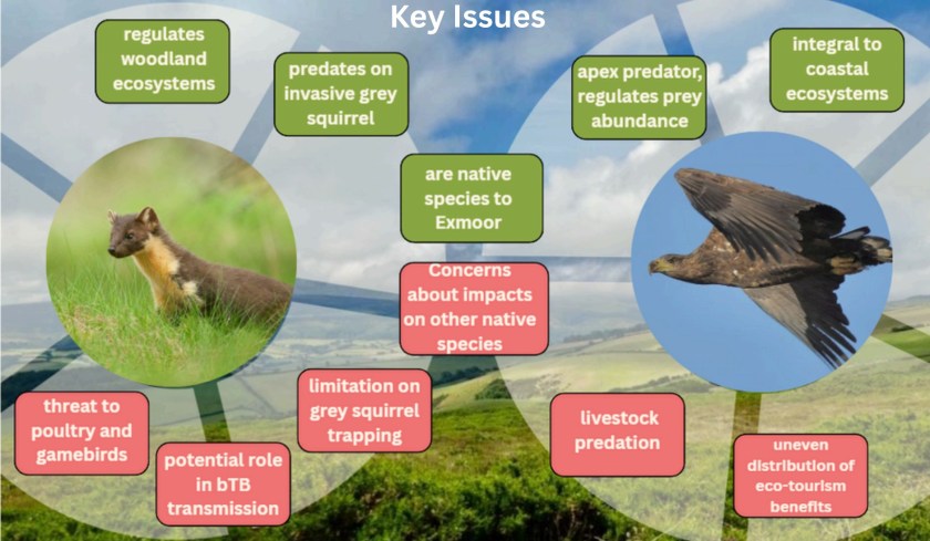 Statement from Natural England on decision to licence release of White ...
