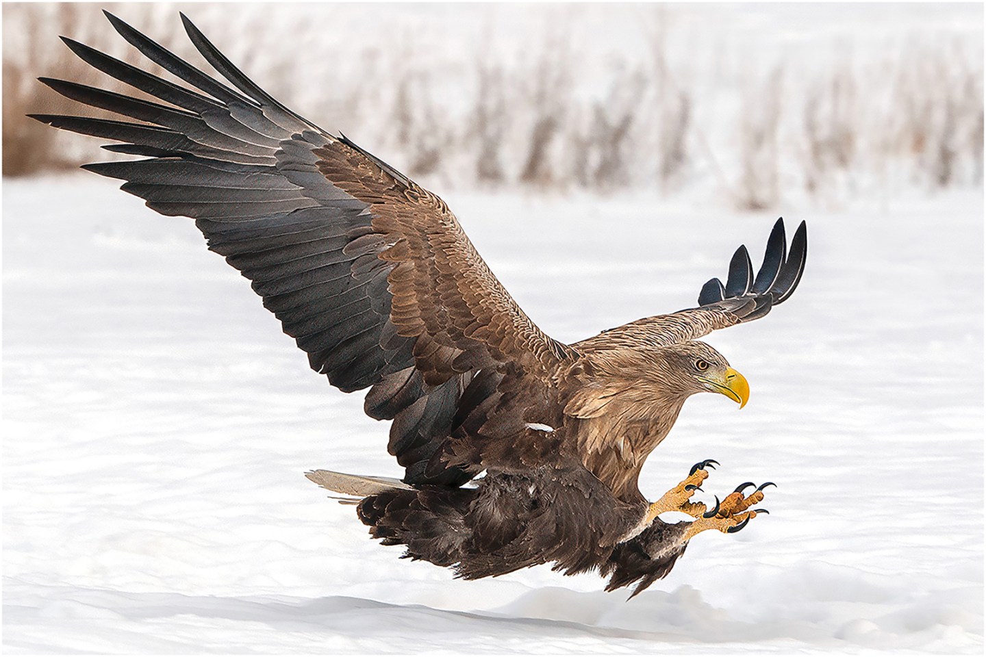 White-tailed Eagles to be released in Exmoor National Park this year ...