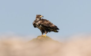 Young White-tailed Eagle ‘disappears’ from grouse shooting estate in ...